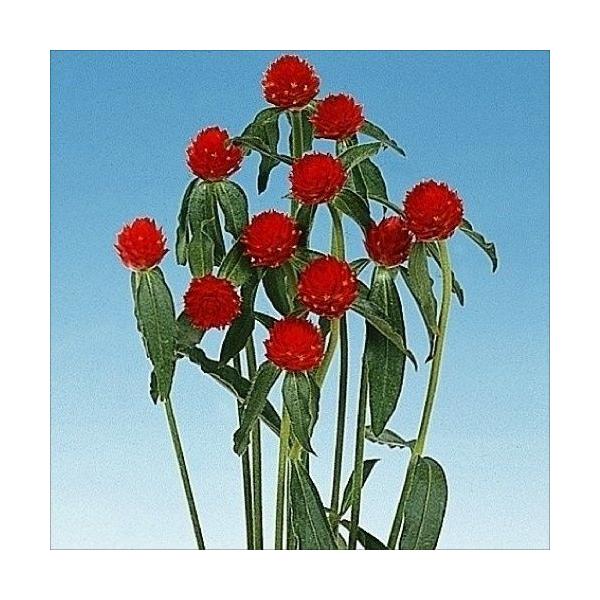 アレンジに大活躍●商品情報：花もち良く、切花アレンジに人気の花々。ドライフラワーにすれば個性的な花姿をより長〜く楽しめます!●お届け状態：種●分類：1年草●花期(約)：7〜10月●草丈(約)：60cm ※種子の粒数はおおよその目安を記載して...