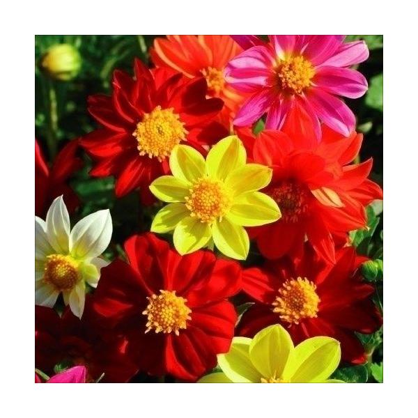 可愛い草丈●商品情報：花色・花形が豊富で選択肢が多いのが魅力。花壇や切花で存在感抜群!花後切り戻すと、秋にもう一度咲かせてくれる場合があります。●お届け状態：種●分類：多年草●花期(約)：6〜10月●草丈(約)：45cm ※種子の粒数はおお...