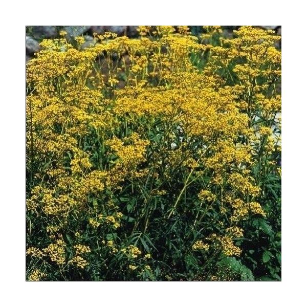 ●商品情報：秋の七草のひとつ●お届け状態：種(1袋)●分類：多年草●花期：8〜10月●草丈：100cm●備考・ご注意※種子の粒数はおおよその目安を記載しております。実際の粒数とは多少差異がありますのでご了承下さい。また、粒の形状・大きさは、...