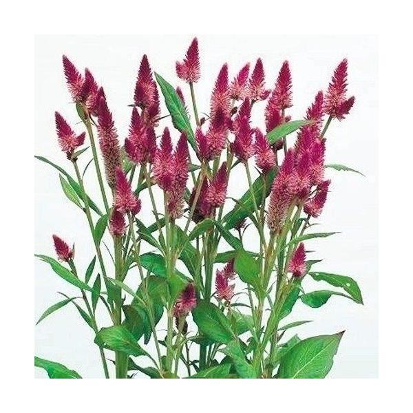 ●商品情報：ドライフラワーにも最適●お届け状態：種●分類：1年草●発芽適温(約)：20〜25℃●花期(約)：6〜10月●草丈(約)：50〜120cm●栽培適地：庭・鉢・切花●栽培ポイント：けいとうは移植を嫌うので直まきし、多肥は避けます。※...