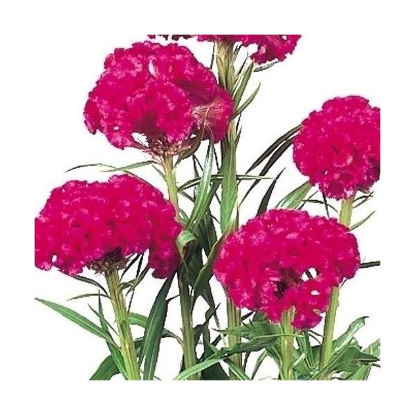 夏から秋の切花に●商品情報：ベルベットのような質感を持つ最高級の久留米けいとう。まん丸な花姿が大人気!●お届け状態：種●分類：1年草●発芽適温(約)：20〜25℃●花期(約)：6〜10月●草丈(約)：50〜120cm●栽培適地：庭・鉢・切花...