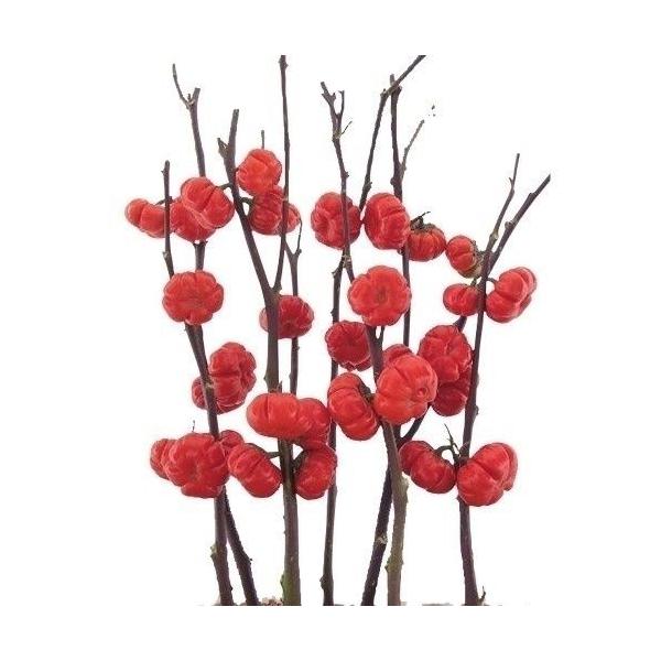 かぼちゃの成る木!?●商品情報：名前の通り、かぼちゃそっくりの赤い実が面白い。実の直径約5cm。●お届け状態：種●分類：1年草●発芽適温(約)：20〜25℃●実の観賞期(約)：9〜11月●草丈(約)：100cm●栽培適地：庭・鉢・切枝※播種...