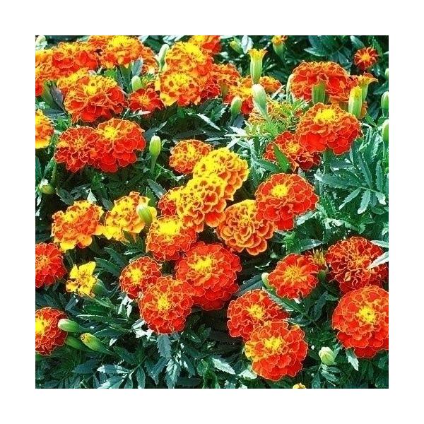 ●商品情報：根に含まれる物質がネコブセンチュウを減らすとされ、コンパニオンプランツに最適。100g/250平方メートルが目安。●お届け状態：種●分類：1年草●花期(約)：6〜10月●草丈(約)：40cm●発芽適温(約)：20℃●栽培適地：庭...