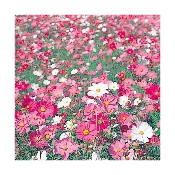 【花たね】【花種】【種】草丈低く作りやすい!●商品情報：日本の秋の風物詩、コスモス畑をご自宅で!やせ地でも育つ程強健で、栽培簡単。7月頃の播種で年内に開花します。●お届け状態：種(1袋)●分類：1年草●播種床温度：20度●花期：6〜11月●...