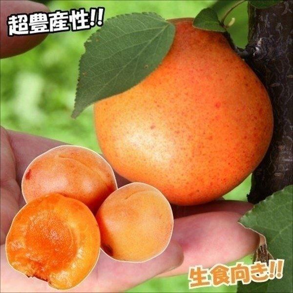 ●商品情報：裂果の発生が少なく、摘果が必要なくらいたくさん結実する超豊産性アンズ!! 平均糖度13度と甘味強く、酸味も少ないので、生食にピッタリです！豊産性で食味に優れ、みんながニコニコ笑顔になることが名の由来。果重約90g。●お届け状態：...