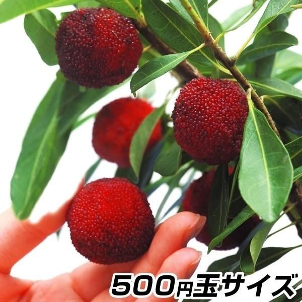 ●商品情報：最大果径2.9cm、果重10〜14gの500円玉サイズになる大粒ヤマモモ。糖度約12度でヤニ臭さがなく、生食でも美味しい。「森口」の選抜系品種。名前にモモとありますが、バラ科ではなくフトモモ科の常緑樹。漢字・別名：山桃、ムム、楊...