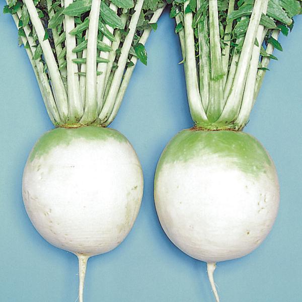 ●商品情報：京都の伝統野菜。ふろふき大根が最高！●根長（約）：18cm●用途：漬・煮物●お届け状態：種子●入り数の目安：10mlあたり約200〜400粒入り※品種により差があります。●発芽適温：15〜30℃※発芽させるには播種床を上記の温度...