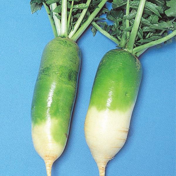 ●商品情報：内側まで薄緑色に色付く大根。美味しくてビタミンも豊富！●根長（約）：23cm●用途：おろし・煮物●お届け状態：種子●入り数の目安：10mlあたり約200〜400粒入り※品種により差があります。●発芽適温：15〜30℃※発芽させる...