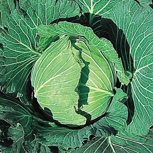 ●商品情報：収穫幅が広く、耐寒性抜群！ 甘味があって美味しい。●球重（約）：2kg ●早晩性：晩生●定植から収穫までの日数（約）：―※種まきから定植まで約30日●お届け状態：種子●入り数の目安：5mlあたり約700〜1000粒入り※品種によ...