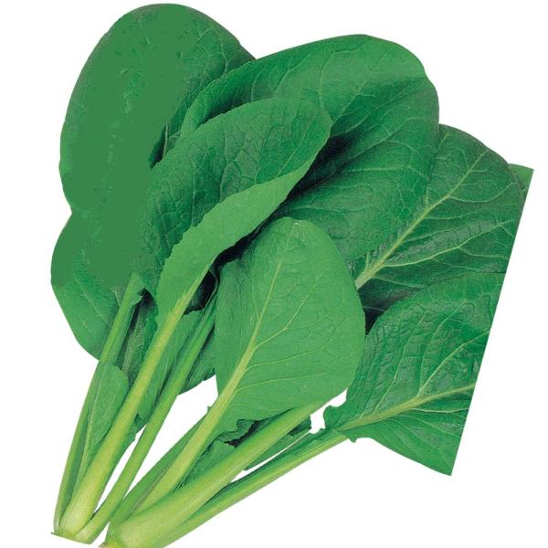 ●商品情報：愛知の伝統野菜平地・暖地で周年栽培可能！柔らかく甘味あり、栄養豊富。●お届け状態：種子●備考：※播種や植え付け後の栽培条件、天候等によりその結果が異なることがありますが、弊社の責と考えられる結果不良の責めはお買い上げ代金の範囲内...
