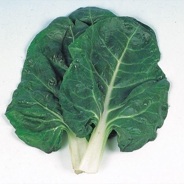 ●商品情報：葉は肉厚でクセがなく、長期収穫が可能。●お届け状態：種子●備考：※播種や植え付け後の栽培条件、天候等によりその結果が異なることがありますが、弊社の責と考えられる結果不良の責めはお買い上げ代金の範囲内とさせていただきます。また、果...