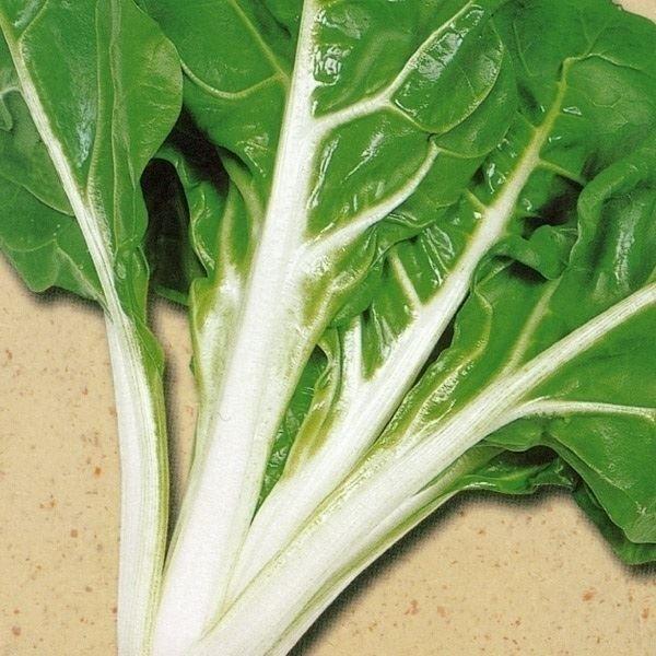 ●商品情報：肉厚で甘味があり美味しい。性質強健。長期収穫可能。●お届け状態：種子●備考：※播種や植え付け後の栽培条件、天候等によりその結果が異なることがありますが、弊社の責と考えられる結果不良の責めはお買い上げ代金の範囲内とさせていただきま...