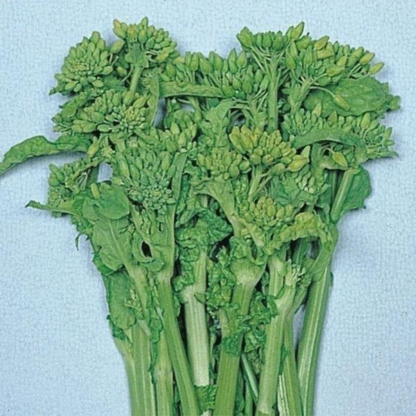●商品情報：人気の花菜！寒さ・病気に強く、分枝が多い。根コブ病抵抗性品種。年内から収穫可能。●お届け状態：種子●備考：※播種や植え付け後の栽培条件、天候等によりその結果が異なることがありますが、弊社の責と考えられる結果不良の責めはお買い上げ...