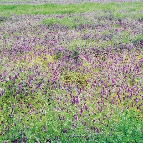 ●商品情報初期生育抜群！ 地表をしっかり覆い、雑草の侵入を抑制！ 刈り取り不要で管理も簡単。4〜5月に紫色の花が咲き、景観形成にも。寒さ・雪に強く、地力増進効果が高いのも魅力です。●お届け状態：種子●播種目安：・暖地・中間地：9〜11月・寒...