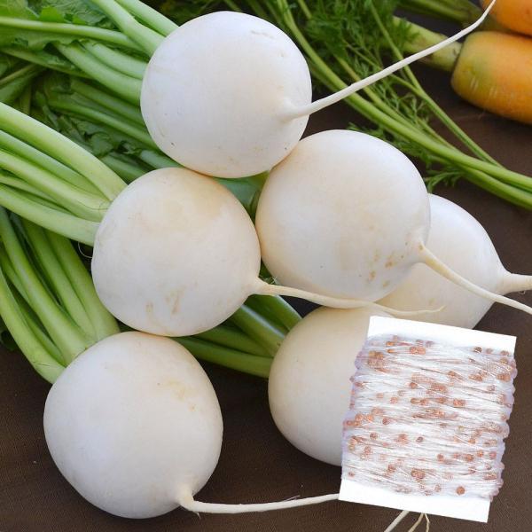 ●商品情報：フルーツのような甘さ！桃と梨をミックスさせたような甘さがあり、生でも食べられる金町系の極早生美味品種！ 肉質緻密でスが入りにくく、栽培簡単。小〜中カブで収穫。●お届け状態：種子（シーダーテープ)●テープ長：10m●間隔とセット数...