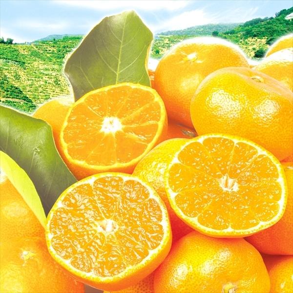 ●商品情報：みかん名産地の温暖な気候により、コク深くまろやかに熟したみかんを大玉限定で！●産地：和歌山県●規格・サイズ：2L〜3L●入数の目安：-●配送形態：段ボール箱●配送温度：常温便●備考：※ご家庭用としてご用意いたします。多少の傷・変...