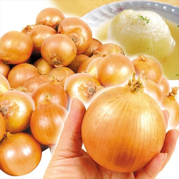 ●商品情報：使い切りサイズの小玉だから、丸ごと煮込んでも旨い！●産地：兵庫県●規格・サイズ：M●入数の目安：-●配送形態：段ボール箱●配送温度：常温便●備考：※ご家庭用としてご用意いたします。多少の傷・変形等はご了承ください。●送料：通常配...
