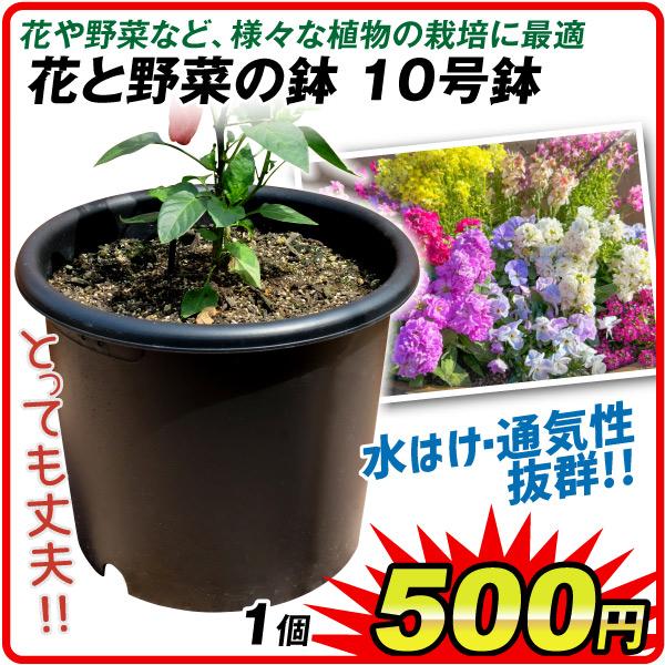 【発売日：2014年06月09日】徹底的な工夫を凝縮!商品情報支柱の間隔が調節可能な穴が側面に開いていたり、水はけ抜群の底穴、耐久性も抜群!!とこだわりの工夫が盛り込まれた、菊作りに最適の逸品!!菊作りだけでなく、野菜や花、花木や果樹苗など...