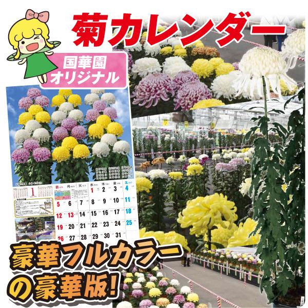 【発売日：2014年06月09日】豪華フルカラーで見応え抜群!商品情報A2版(42.5×61cm)!　日本菊花全国大会の高松宮妃記念杯や内閣総理大臣賞をはじめとする入賞菊や全国の菊花大会の写真がズラリ!毎月の菊作り作業を分かりやすく掲載して...