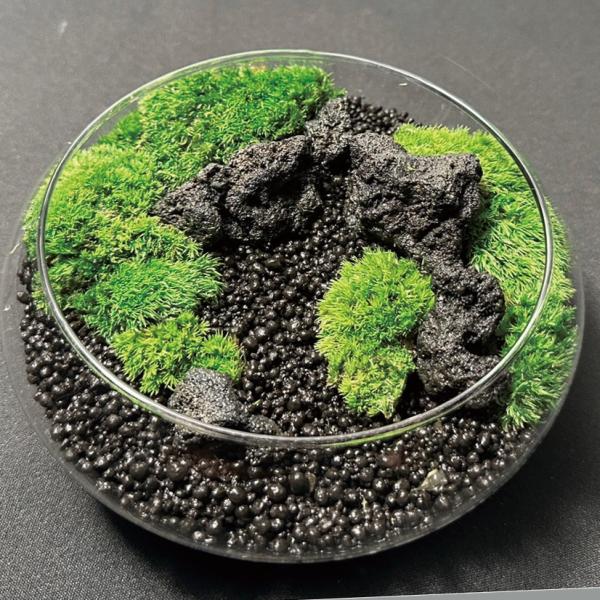 ●商品情報:はじめての方におススメ!手軽にテラリウムを始められる栽培キットです。1.ソイルを入れる 2.溶岩石をセット 3.水で湿らせた苔を配置で完成するので、あっという間におしゃれな苔テラリウムが楽しめます。また、小物を添えることで、自分...