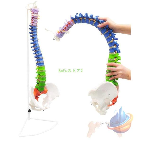 ?パッケージ内容：脊椎骨盤 の 配色 人骨模型（ 股関節付き ）＋　専用 スタンド 高さ：85ＣＭ　重量：3.2ＫＧ?【素材】骨格：ＰＶＣ（耐久性があり、質感が優れる）　スタンド：ステンレス?脊柱可動。脊椎内にワイヤーの入った可動タイプなの...