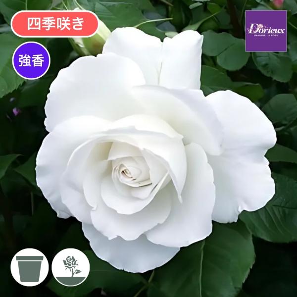 【発売日：2026年01月15日】純白な花は1〜3輪の房咲き、丸弁高芯咲きで強いフルーツ香がある。樹形は半直立性で、葉色はやや淡い緑色。冬季剪定では樹高の1/2位を目安に切り戻す。夏場もよく花を付けるが浅いカップ咲きになることもある。冬季に...