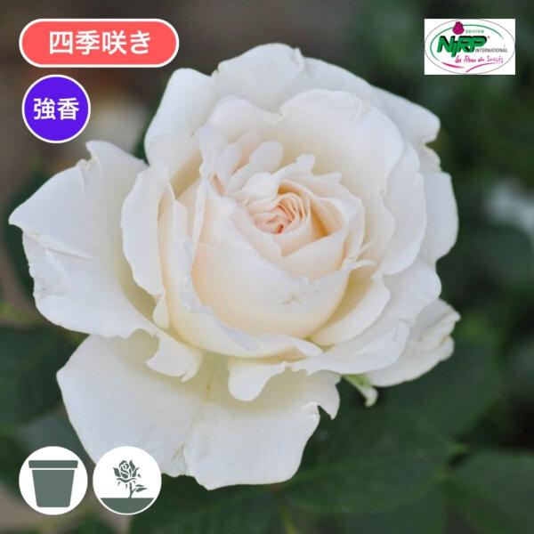【発売日：2026年01月15日】咲き始めはほんのりと淡桃色がのるが開くと白色の花は丸弁高芯咲きでフルーツ香の強香。1輪〜数輪の房咲きで弁質よく、雨にも強い。樹形は半直立性で、枝には大小のトゲが多く、太いシュートを出しやすい。冬季剪定では樹...