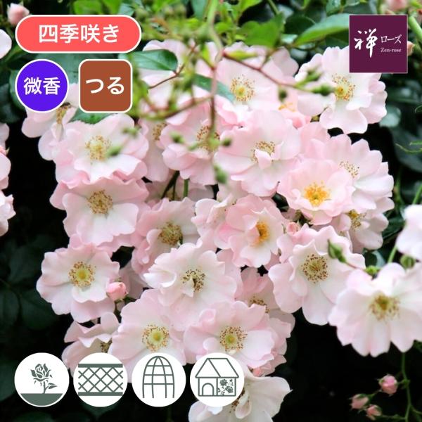 【発売日：2026年01月15日】四季咲き性のミニツルバラで、枝は2m程度まで伸長する。桜色の花は大房で咲き、花付きがとても良く、花保ちも良い。樹勢が強く耐病性もあり、初心者にもおすすめ。花がらを残すと、多数の赤いローズ・ヒップがたわわに実...