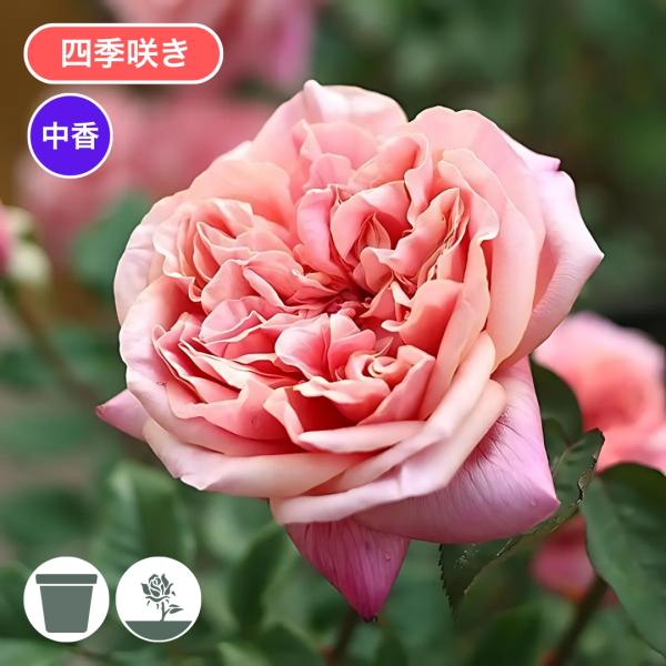 【発売日：2026年05月15日】ピンク、アプリコット、サーモン色と咲く時の気温や日照量で花色が変化します。ルーズなロゼット咲きで、中香のティー香がある。枝は細立ちで花はやや項垂れて咲く姿は、ティー・ローズの最大の魅力です。ティー・ローズは...