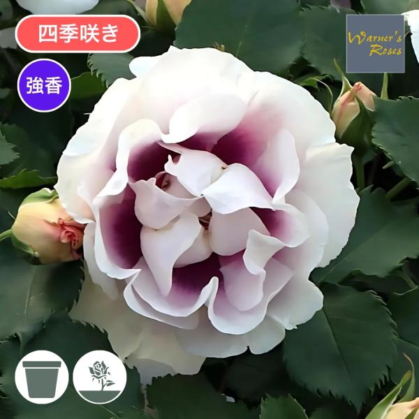 【発売日：2026年05月15日】ライラック色〜淡桃色の花は咲く時の気温により花色が変わり、花の中心には赤紫色のブロッチが入る。 花の持ちもよく、白く退色しても花が残り、一株でグラデーションとなる。 数輪で咲き強いスパイス香がある。樹形は半...