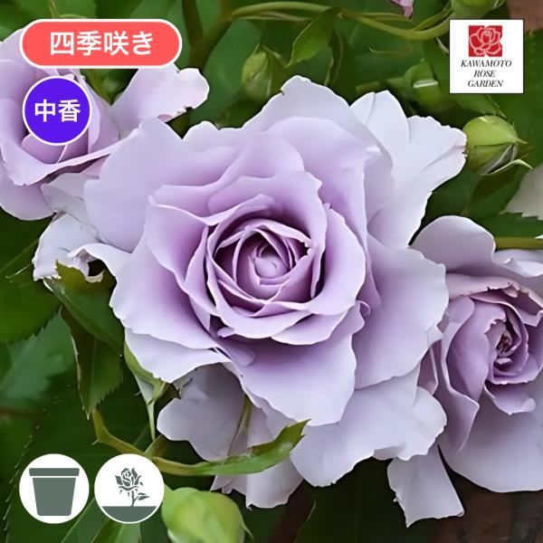 【発売日：2026年01月15日】青紫色の花は通常の青花種とは違い桃色があまりのらず透明感がある。弁先は波打ち咲き進むにつれ青みを増す。基本1輪で咲くが数輪の房で咲くときもある。中香だがブルー・ローズ香がある。樹形は半直立性で青バラだが小型...