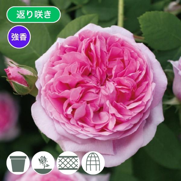 【発売日：2026年01月15日】桃色の花は手毬の様な深いカップ咲き、数輪の房咲きとなる。花もちが非常によく雨にも強い、花首短くまとまった印象。自然樹形だと横張り性でやや立つが匍匐するように伸びる。強く切り戻すと花付きが悪いので、小型のつる...