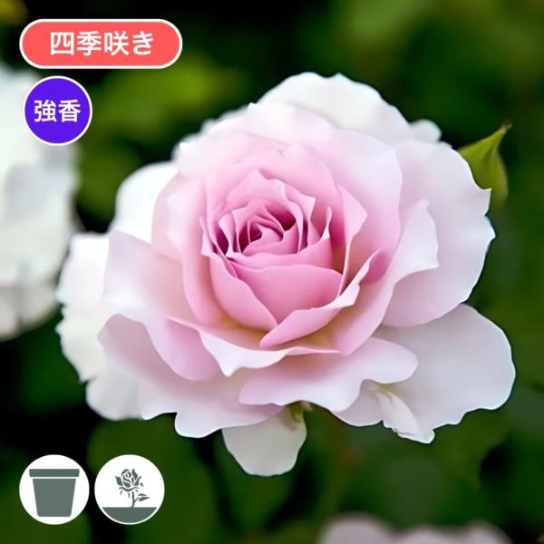 【発売日：2026年05月15日】咲き始めはライラック色だが開くに連れ桃色が強く乗る。系統はHTだが数輪の房で咲き、丸弁平咲きで花弁の先端は波うち、ブルー・ローズ系の香りがある。樹形は半直立性で細立ち、枝は青みを帯びている。冬季剪定では樹高...