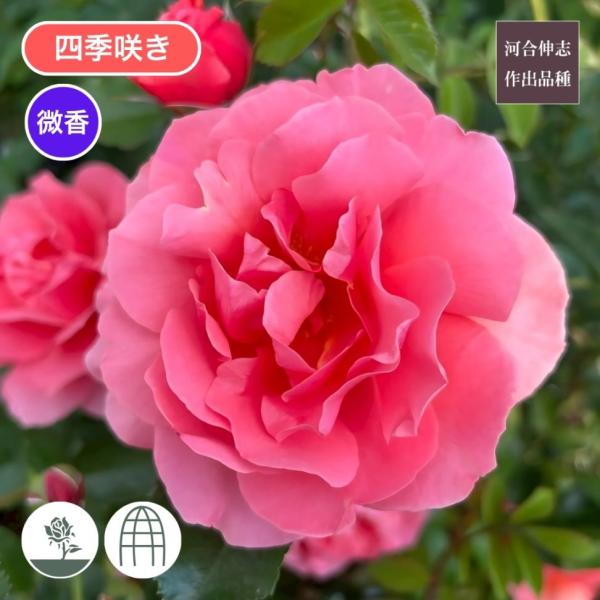 【発売日：2026年05月15日】桃色を含み渋さもある独特な色調のオレンジ色で、人目を引き付けます。ニュアンス・カラーやパステル・カラーとの相性がよく、アクセント・カラーとして活躍します。やや波を打った丸弁平咲きで、数輪〜大きめの房で咲き、...