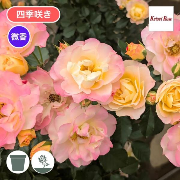 【発売日：2026年05月15日】コンパクトで広がりにくいので、鉢植えや小さなお庭でも楽しめる。非常に花保ちが良く、特徴的な花色の変化を長期にわたって鑑賞できる。春の花後と梅雨前後の薬剤散布をすることで、秋でも十分楽しめる。品種名は花色の黄...