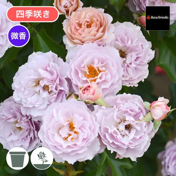 【発売日：2026年05月15日】落ち着いたベージュ色、ロゼット咲き、小中輪房咲きの花。ティの微香。茶色とも藤色ともいえない花色で、物憂げな雰囲気をもつ。愛らしくも独特な個性。花持ちがとてもよく、切りバラにも向く。四季咲き性で耐病性が強い横...