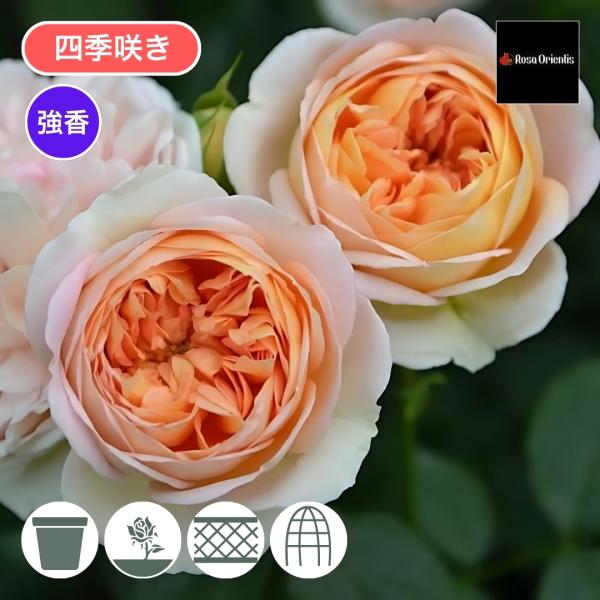 【発売日：2026年01月15日】小中輪ですが、小さな花の中に美しい花弁が重なり合い、かわいらしさに惹かれる品種。年間を通しての花色や花形の変化は少なく、夏の高温期でも観賞価値のある花を咲かせる。花もちもよく、花つきもよいので一年中咲き続け...