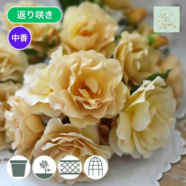 【発売日：2026年05月15日】ゴールドがかったブラウンベージュの波打つ花。大人っぽい雰囲気の中にも可愛らしさがあり、まるで“ブローチ”のような花が房で咲くので、フランス語で「ラ・ブロッシュ」と命名。枝が伸びるので低めのつるバラとしてフェ...