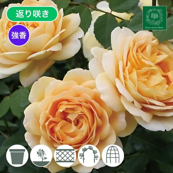 山吹色の花は1〜3輪位で咲き大輪でややうなだれて咲く。新梢は黄緑色で全体的に花の色と合い明るい印象。自然樹形で育てるならば広いスペースが必要となるが、大型品種の割にまとまりはよい。冬季剪定で樹高の1/2位を目安に切り戻すとよい。小型のつるバ...