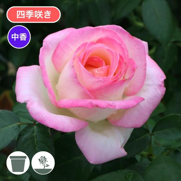 【発売日：2026年05月15日】白地に桃色覆輪の半剣弁高芯咲きで目を引く色合い。樹形は半直立性で、葉には照りがあり、枝には鋭くはないが大きいトゲが多い。夏の暑さにやや弱く、葉が丸まることがあるが気温の低下とともに回復する。冬季剪定では樹高...