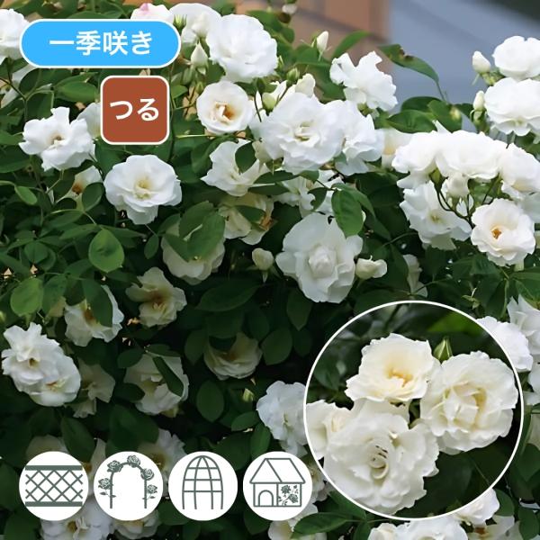 【発売日：2026年01月15日】白色の花は半八重咲きで弁先は波うち数輪の房で咲き、花のもちがよく雨にも強い。 葉は薄く丸みを帯びていて波をうったり、内側にやや丸まったりすることもある。 枝になトゲがほとんどなく、しなやかで誘引しやすい。 ...