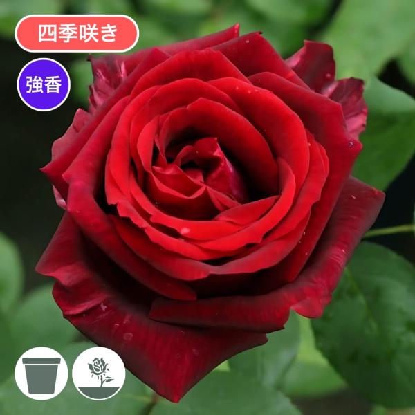 【発売日：2026年01月15日】黒赤色の花は半剣弁高芯咲きで花びらは厚く、やや花弁に絞りが入る。香りは濃厚なダマスク香にレモンのような香りがのる。枝は細立ちで大小のトゲが多く、樹形は直立性。肥料を切らすと途端に樹勢が落ちるので適切な追肥を...