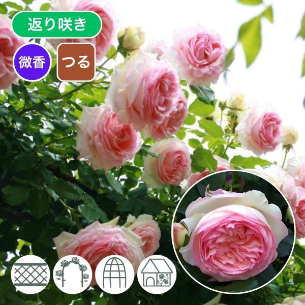 【発売日：2026年05月15日】淡桃色の花は中心部は濃く色がのり花の外側はほとんど白になる。クラシカルな花は3輪位の房で咲きややうつむく。 枝はトゲが少ないが硬く誘引時は折れや跳ね返りに注意が必要。 細い枝にも沢山花を付け枝の寿命も長いの...