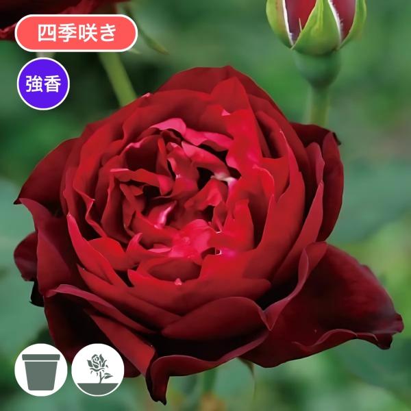 【発売日：2026年05月15日】黒赤色の花は濃厚なダマスク香があり咲き始めはカップ咲きだがロゼット咲きとなる。樹形は半横張り性で小枝が多く出るが木が充実するとベーサルシュートの発生がよくなる。肥料が切れると途端に樹勢が弱くなるので適切な追...