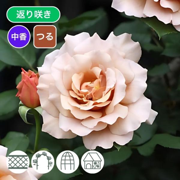 【発売日：2026年01月15日】HTで人気のジュリアのつる性品種。 丸弁の平咲きで3輪程で花を付ける。花首は短くつるバラとしても優秀。 植えてしばらくは生育が穏やかだが勢いが付いてくると太いシュートが出る。 枝の寿命が短いのでシュート更新...