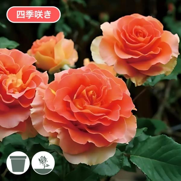 【発売日：2026年01月15日】3輪程の房咲き性で春の一番花はやや朱色がのった濃いオレンジ色となり、2番花以降の気温の高い時は濃いアプリコット色となる。花弁の外側はフリルが入り波打ち、丸弁咲きで花の外側は黄色が強く出る。枝の寿命があまり長...