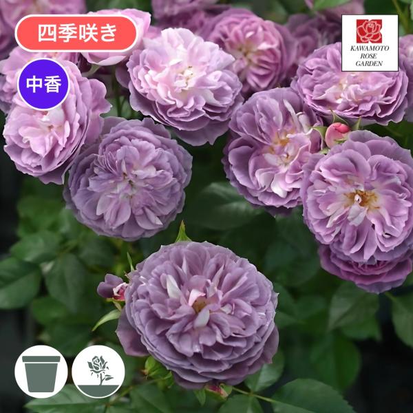 【発売日：2026年01月15日】赤紫色の花は全体的に淡桃色がのり、咲く時の気温で桃色の強さが違い低温時にはグレーが強くのる。数輪の房咲きで花経は6ｃｍ前後の小中輪。ティー香、スパイス香、ダマスク・クラシック香の中香。比較的花もちがよく、一...