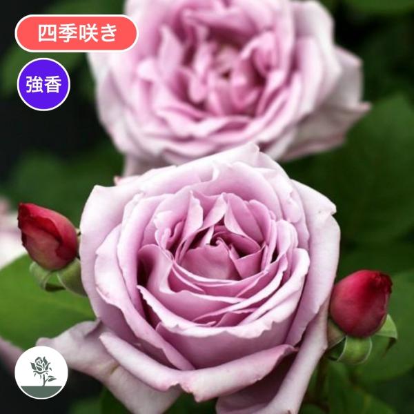 【発売日：2026年05月15日】ラベンダー色の花は丸弁高芯咲きで開くとカップ咲きになる。1〜数輪の房で咲きブルー・ローズ系の強香がある。樹形は直立性で、枝にトゲは少ない。冬季剪定では樹高の1/2位を目安に切り戻す。高温期には下葉が黄色くな...