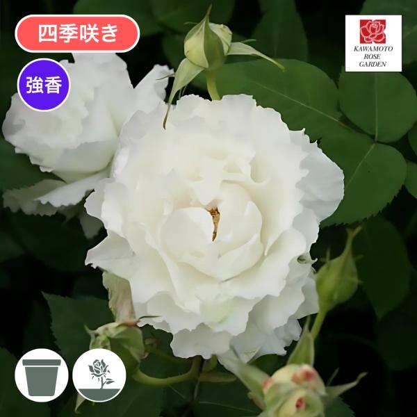 【発売日：2026年01月15日】純白の花は弁先に切れ込みが入り波打ち、弁縁にはほんのりと桃色がのる。数輪の房咲きで香りは強香。樹形は半直立性で枝は細くしなやかでトゲが少ない。冬季剪定では樹高の2/3目安に切り戻す、樹勢が弱いので深く切り戻...
