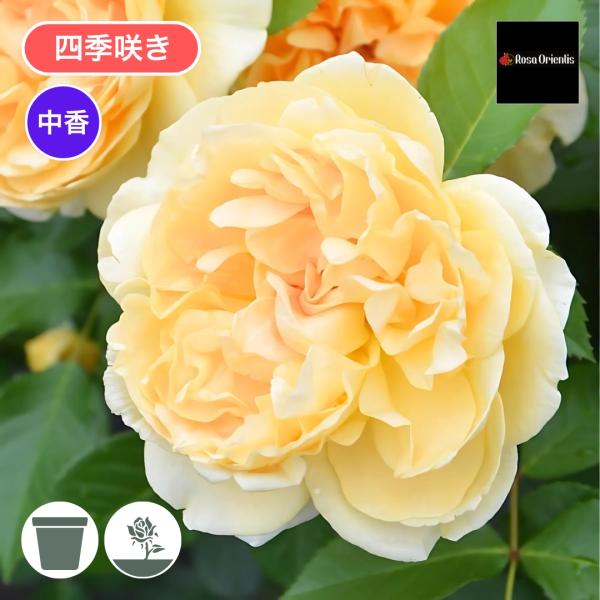 【発売日：2026年01月15日】黄色、おおらかなロゼット咲き、中輪房咲きの花。ティの中香。元気いっぱいの、はっきりした明るく美しい黄色の花が、株いっぱいに咲く。四季咲き性で樹勢が強く、耐病性が強い木立樹形のバラ。フロリバンダとして育てると...